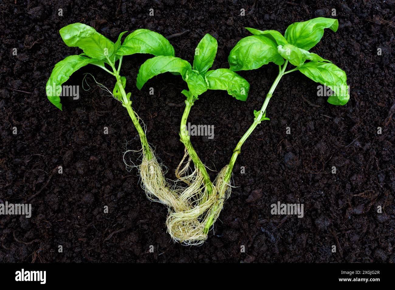 Cluster of three fresh basil plant seedlings with rich roots placed in ...