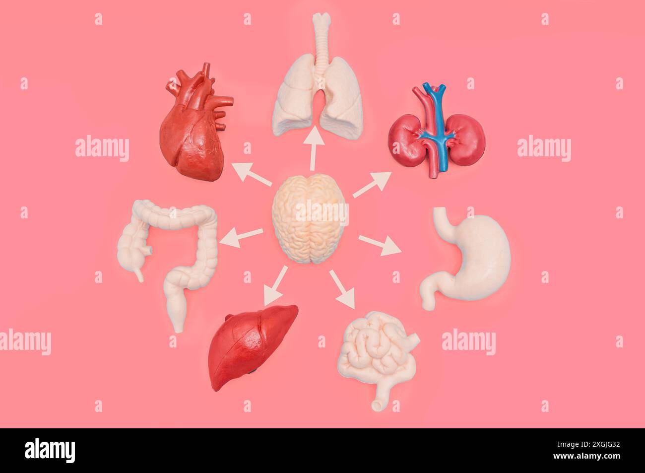 Various human organ models arranged in a circle around a brain model ...