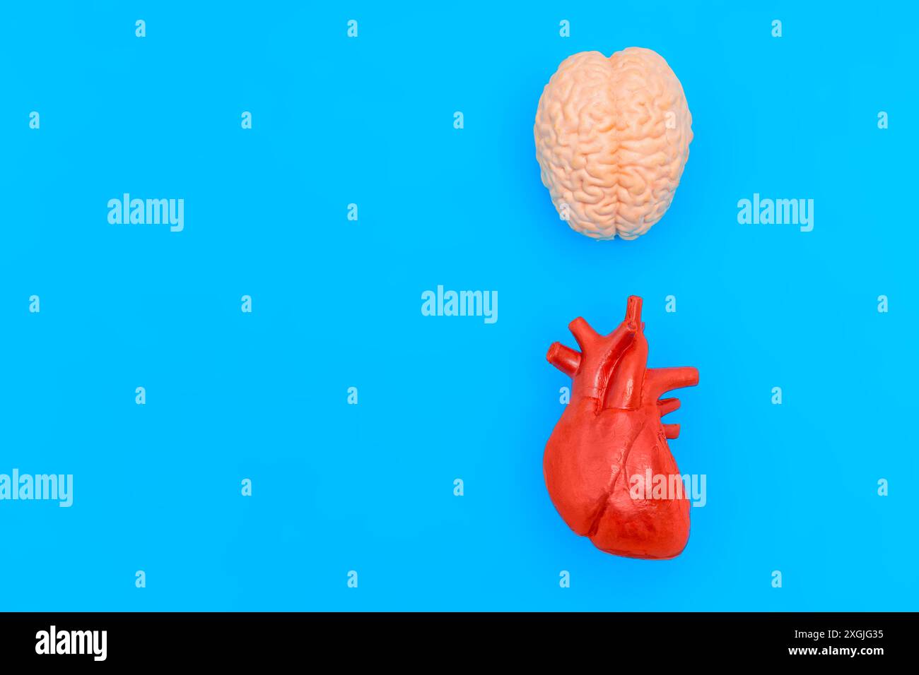 Anatomical models of a human brain and heart isolated against a vibrant ...