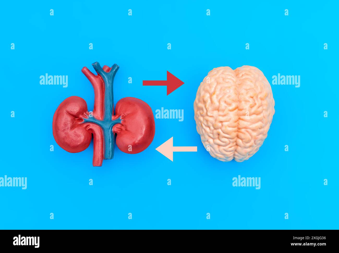 Realistic human brain and kidneys models connected by bilateral arrows ...