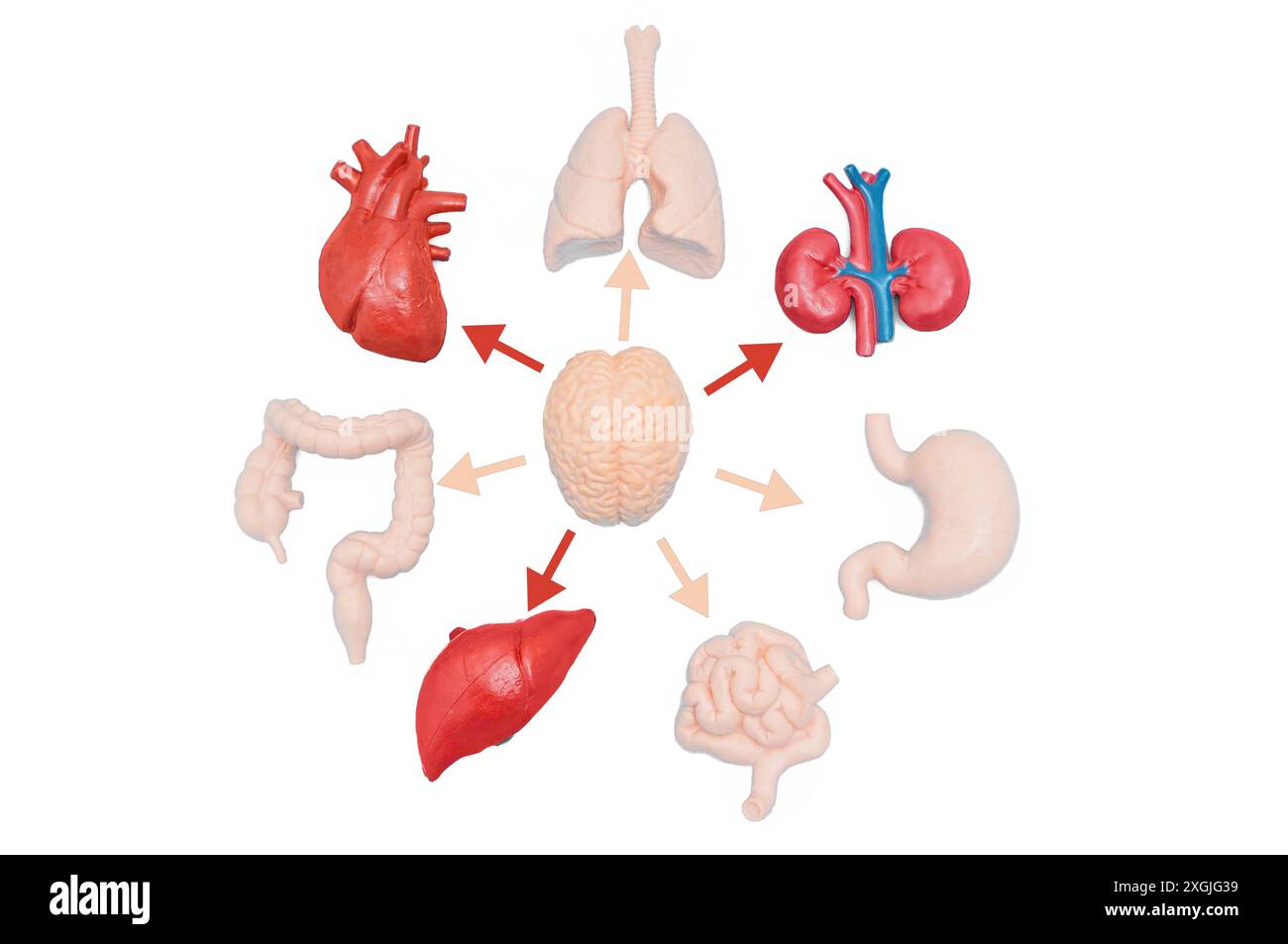Set of realistic human organs models displayed in a circle around a ...