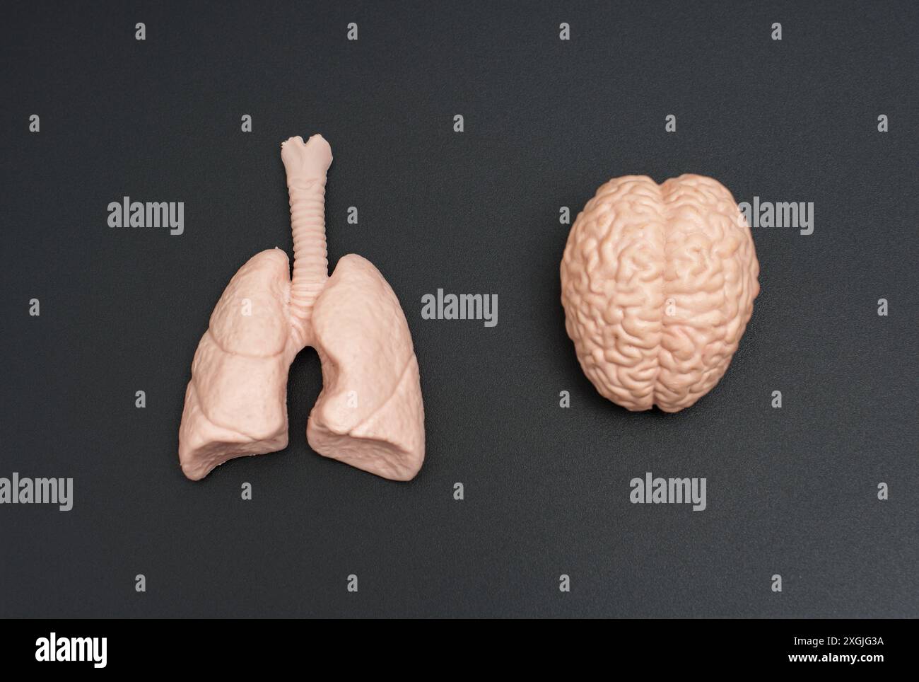 Realistic brain and lungs models displayed on a dark background ...
