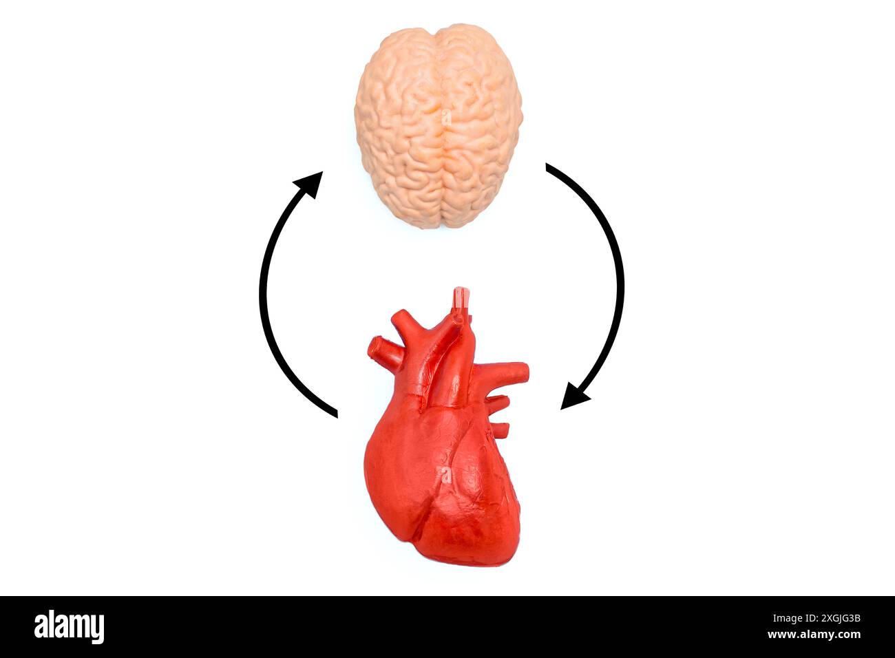 Miniature anatomical models of human brain and heart with arrows ...