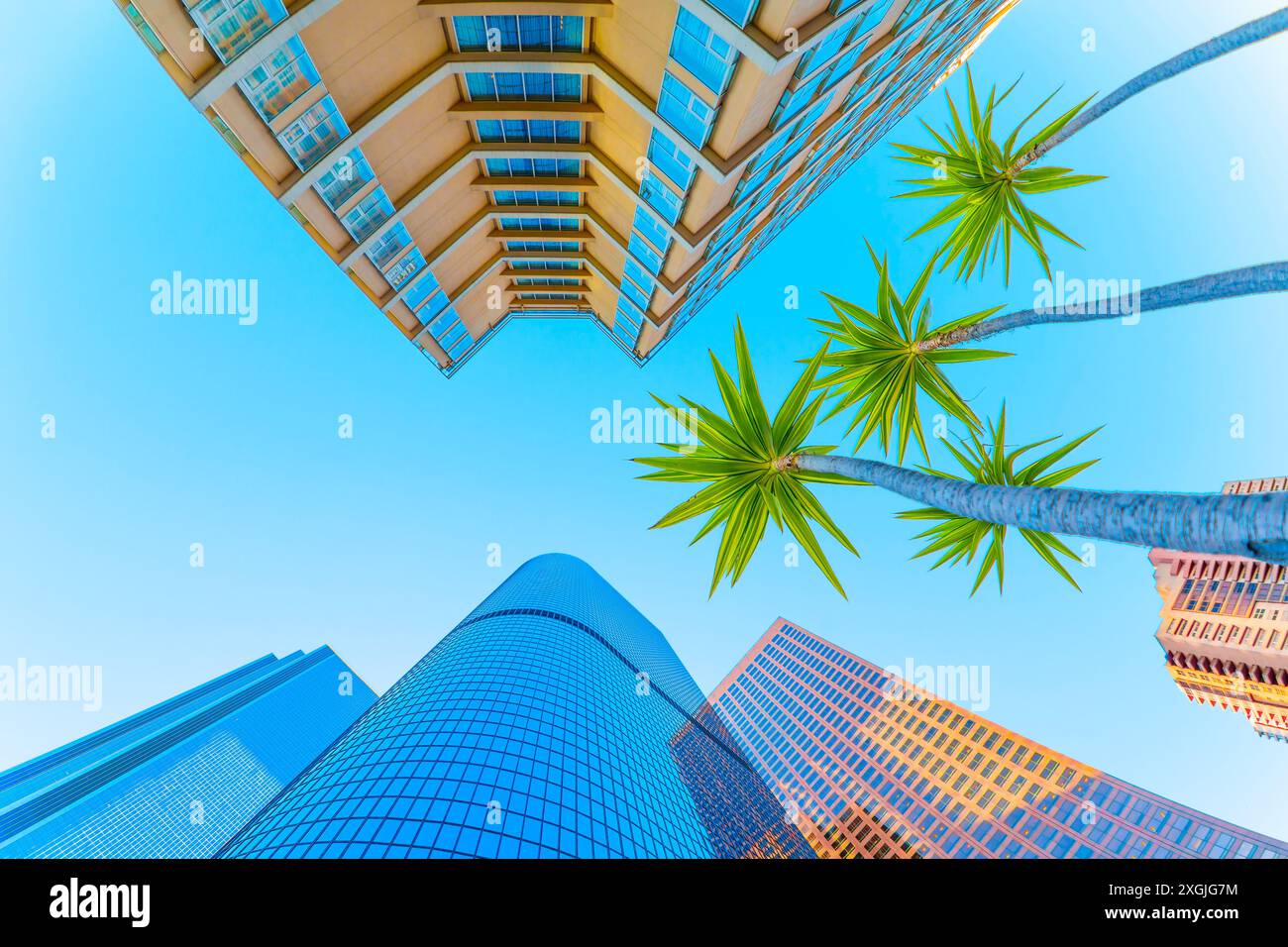 Dynamic perspective from ground up showcases tall palm trees against ...