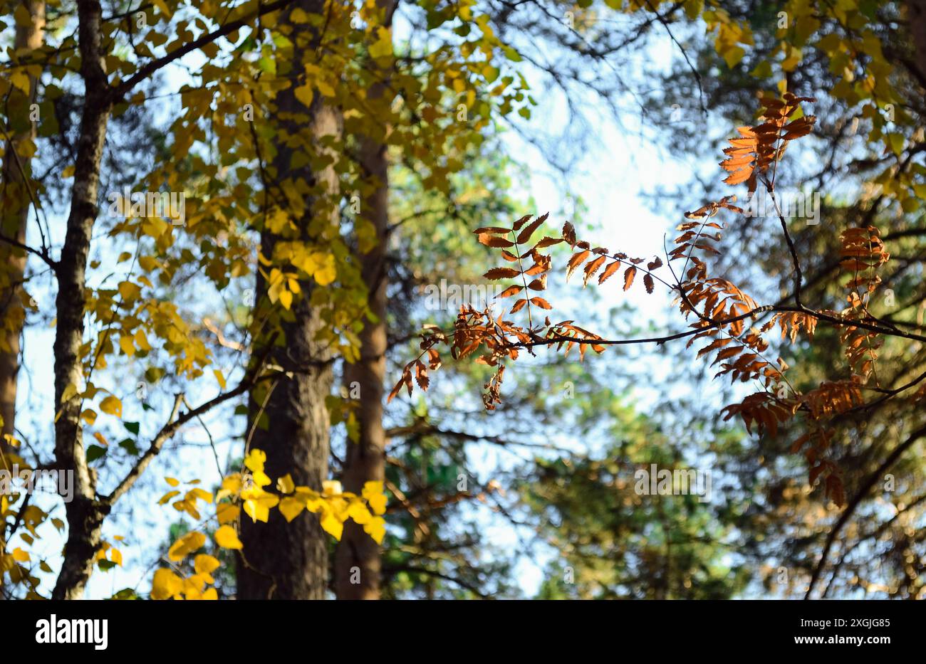 Colorful leaves of different types of trees in the autumn forest Stock ...