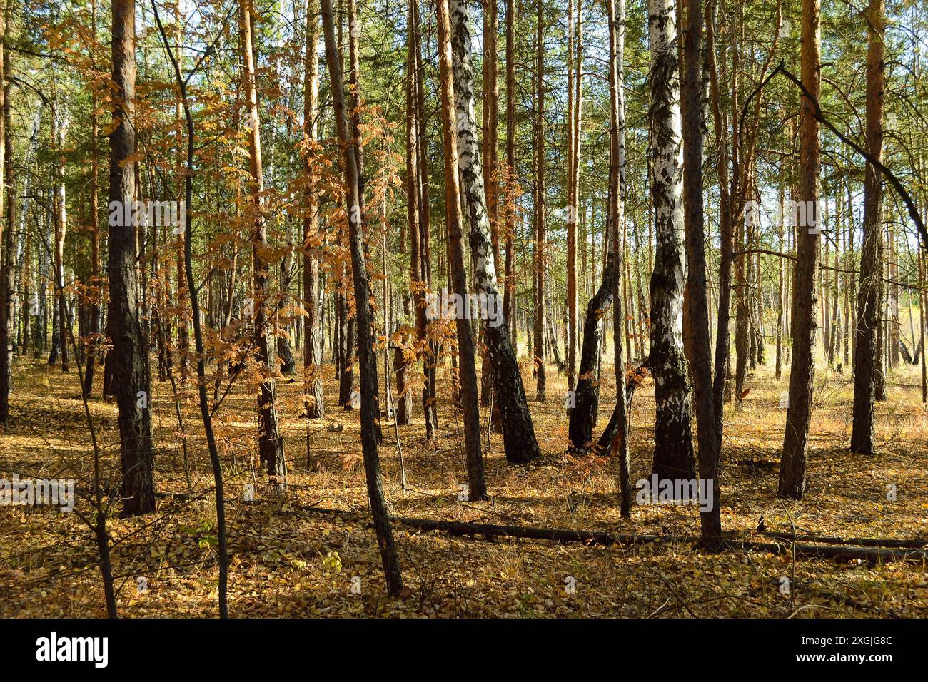 Many trees in dense hi-res stock photography and images - Alamy