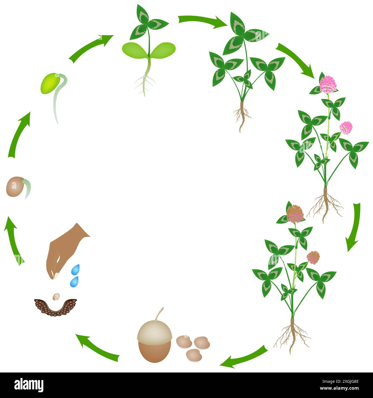 Life cycle of a clover plant on a white background Stock Vector Image ...