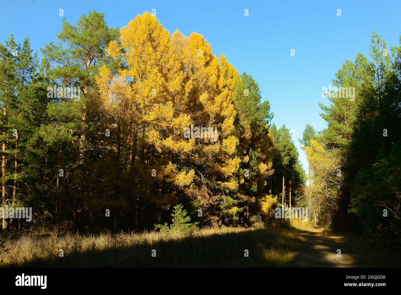 Large pine edge evening forest hi-res stock photography and images - Alamy