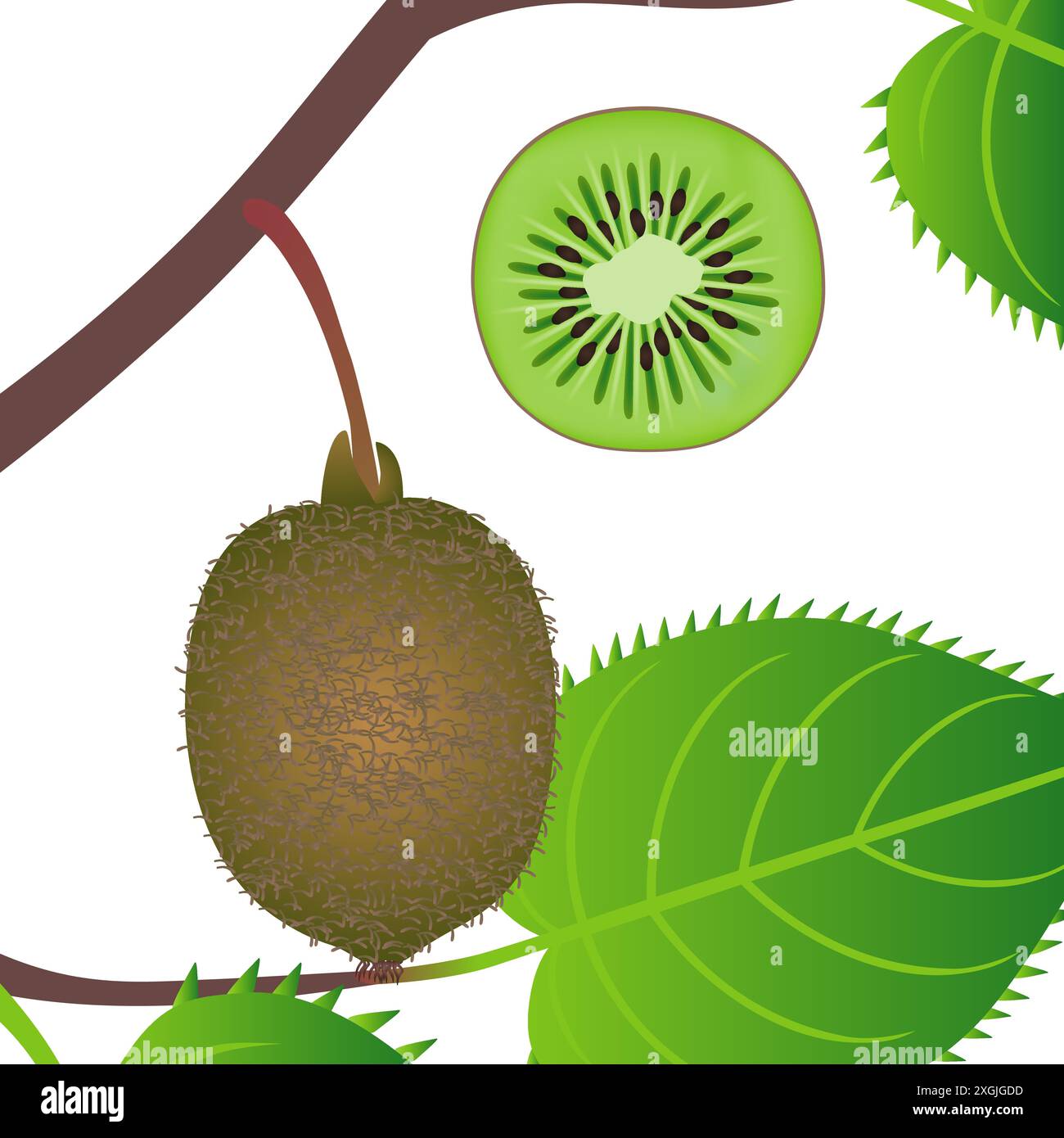 Whole kiwi on a branch with leaves and a circle slice of green color ...