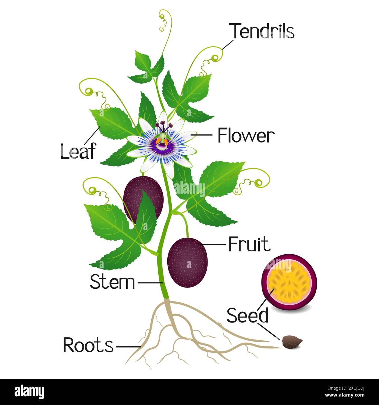Parts of a passion fruit plant on a white background Stock Vector Image ...