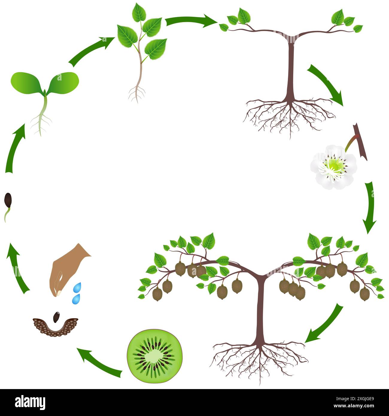 Life cycle of a kiwi plant on a white Stock Vector Image & Art - Alamy