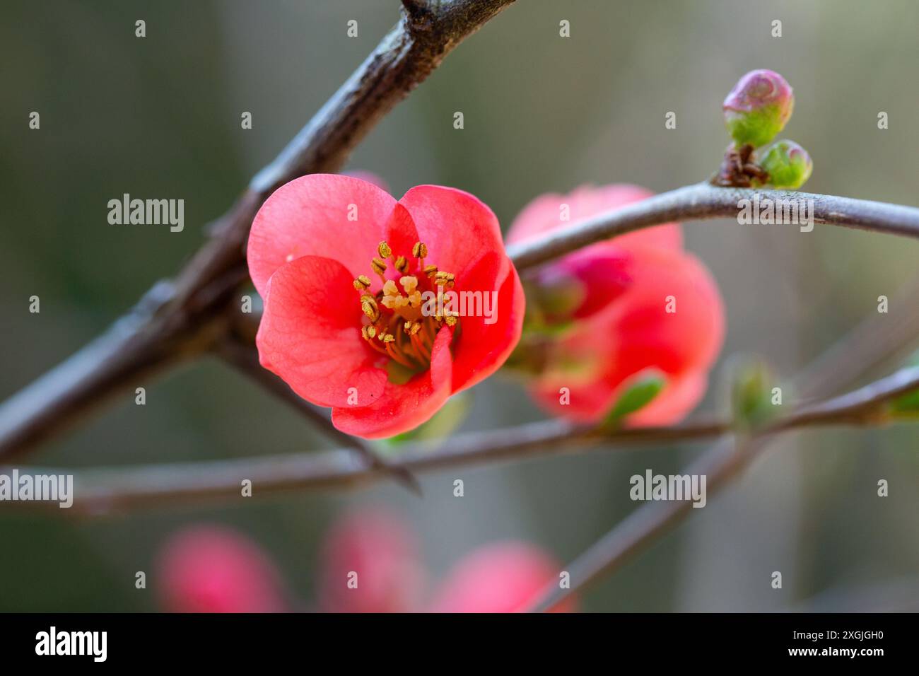 Detail of pretty red flowers of a Japanese quince Chaenomeles japonica ...