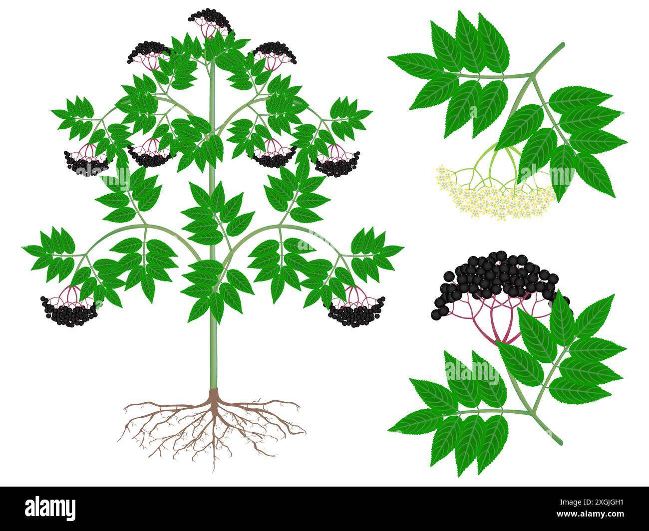 Elder tree stem Stock Vector Images - Alamy