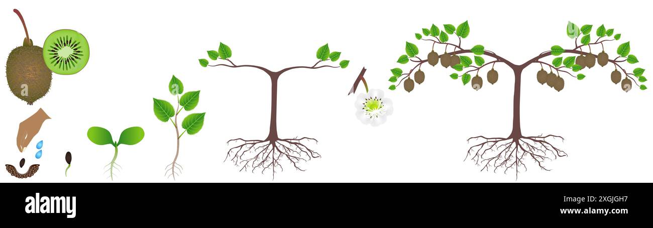 Cycle of growth of a kiwi plant on a white background Stock Vector ...