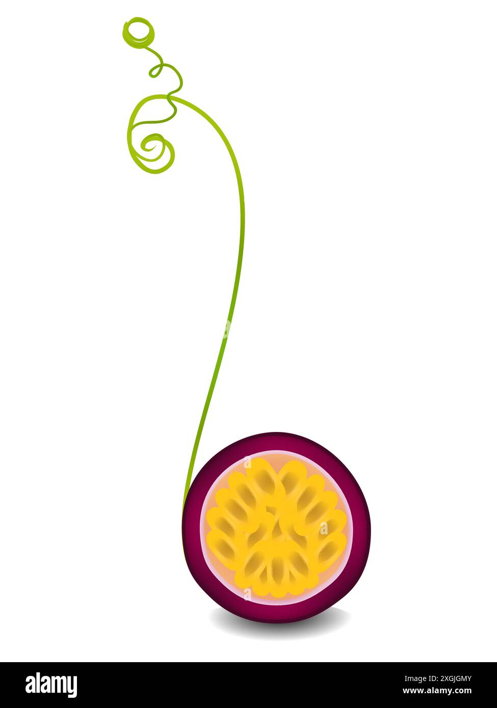 Fresh passion fruits on Stock Vector Images - Alamy