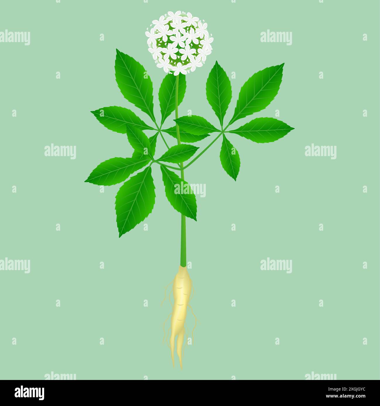Close up ginseng root Stock Vector Images - Alamy