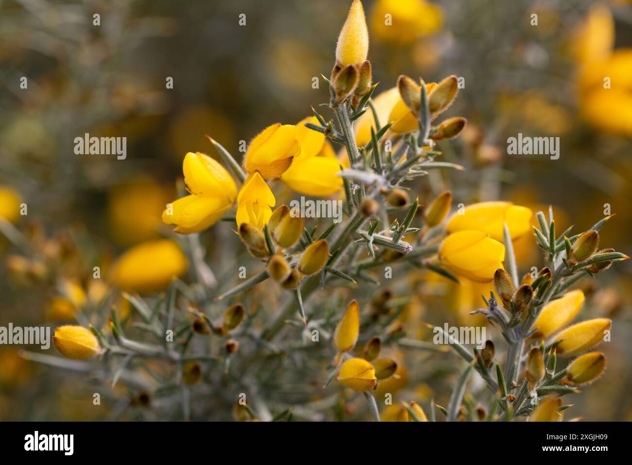 Yellow flowers of Ulex, commonly known as gorse, furze, or whin is ...
