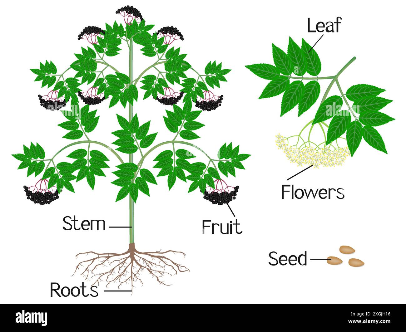 Beautiful tree roots showing Cut Out Stock Images & Pictures - Alamy