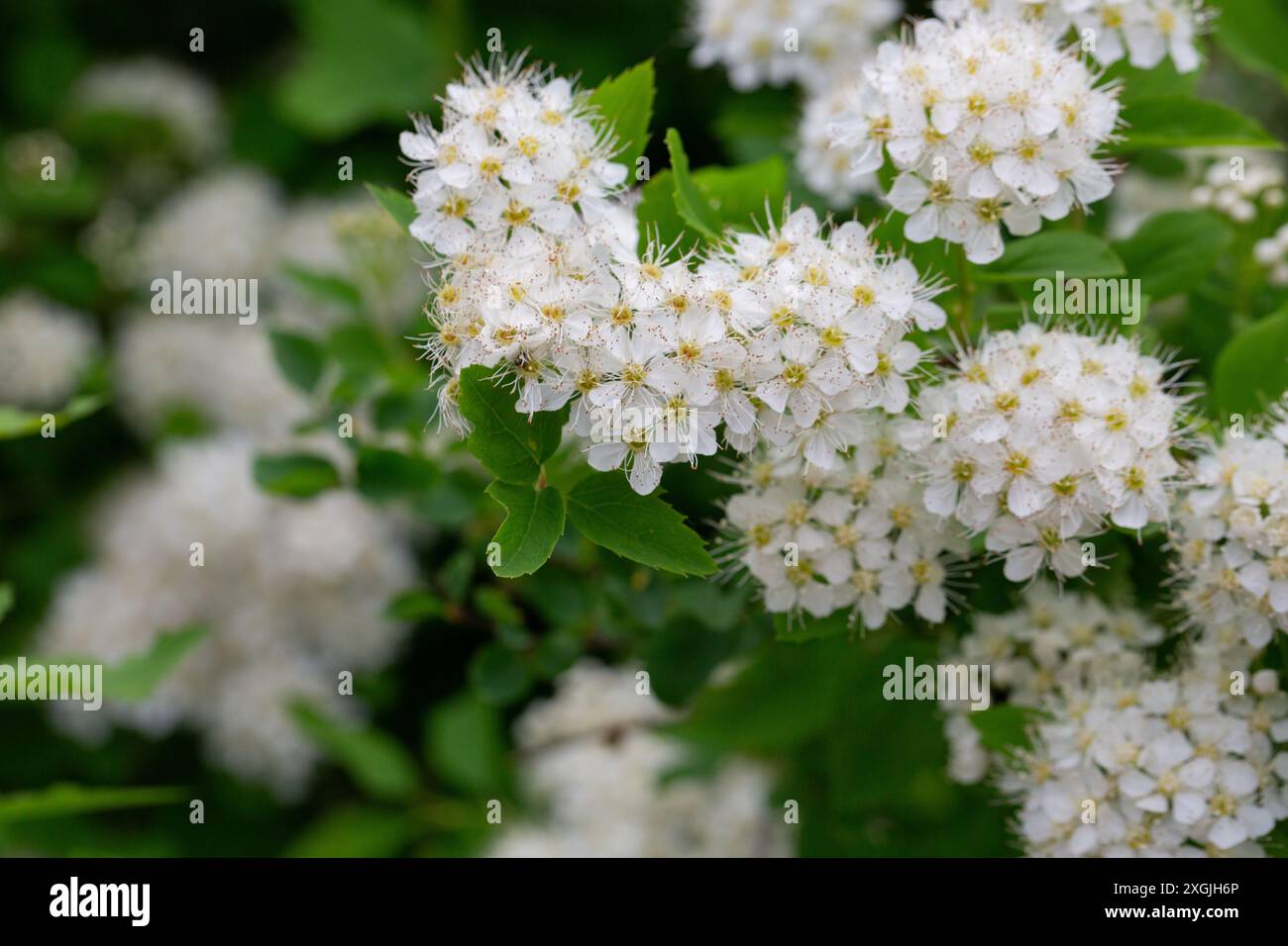 Flowering white Garland Spirea (Spiraea x arguta), Brides wreath Stock ...