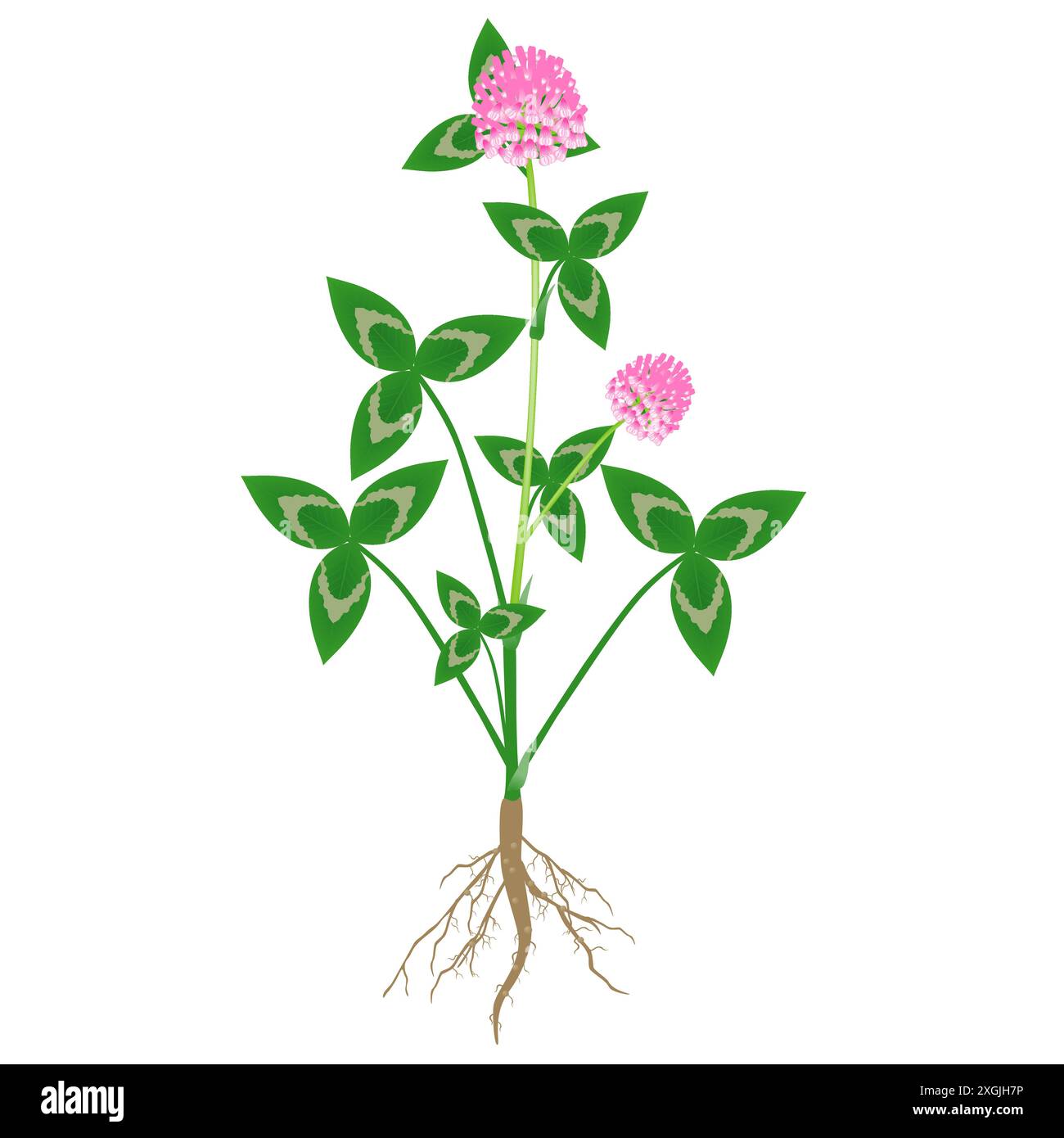 Clover plant with roots and flowers on a white background Stock Vector ...