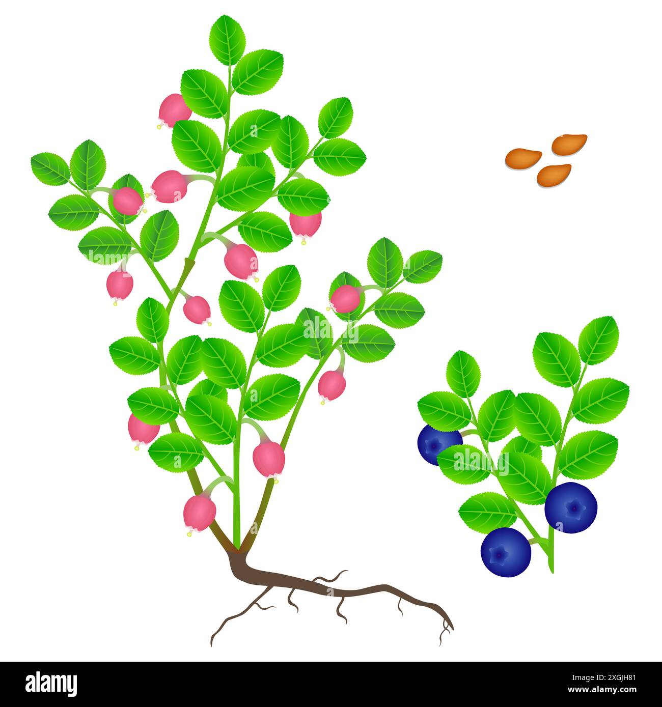Blue berries on bush Stock Vector Images - Alamy