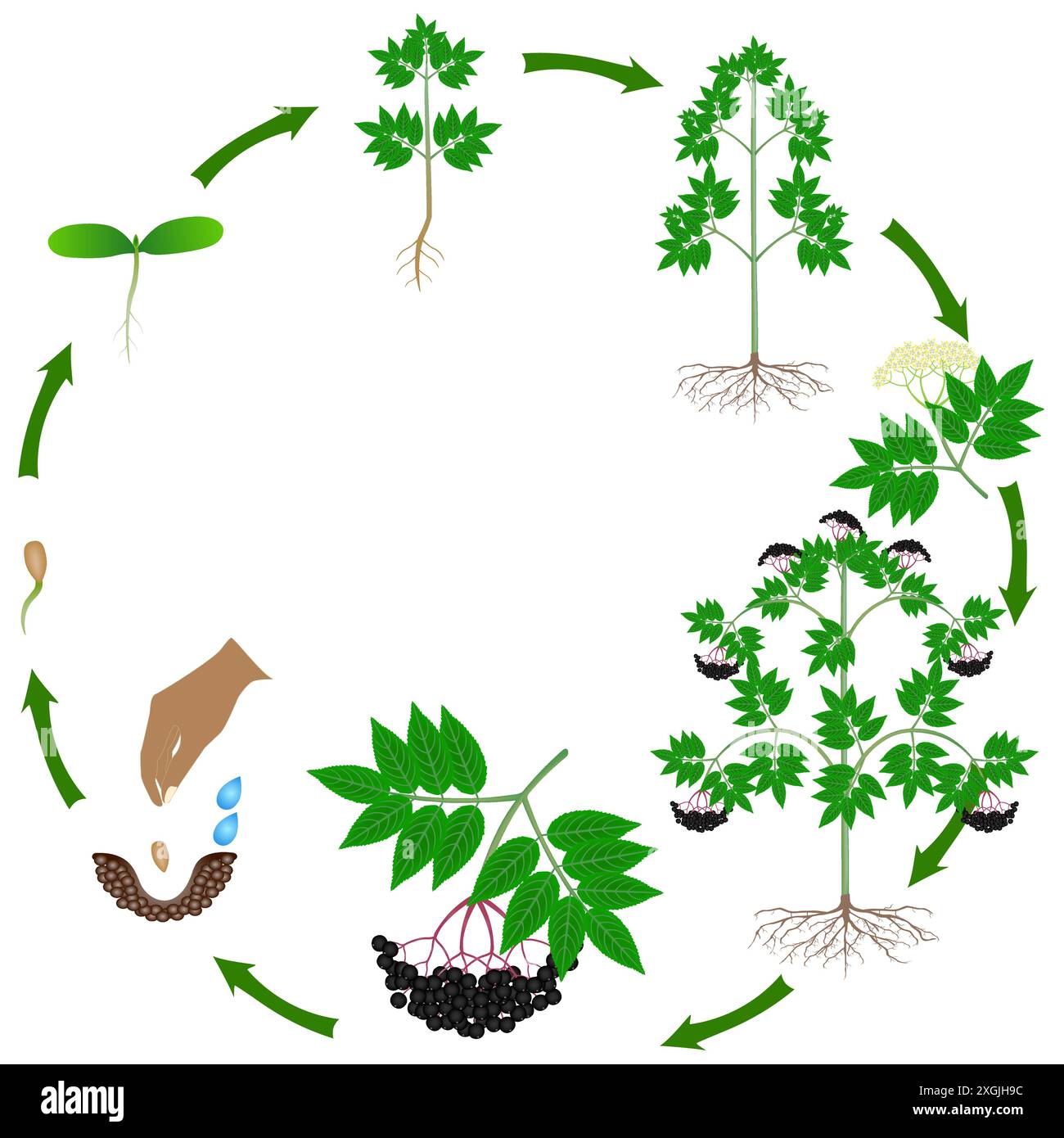 Elderberry seeds black Stock Vector Images - Alamy