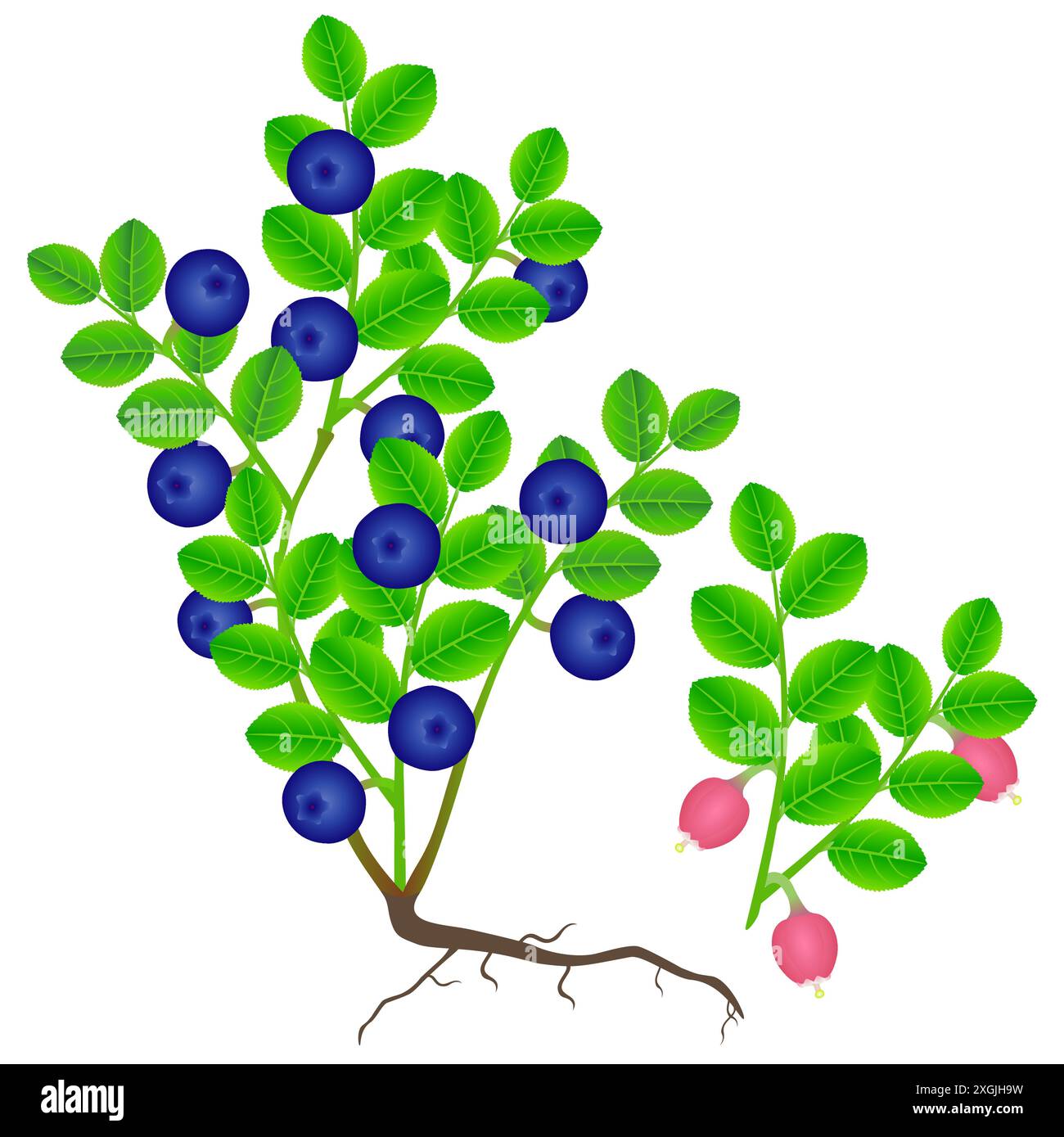 Blueberry bush with berries and flowering branch on a white background ...