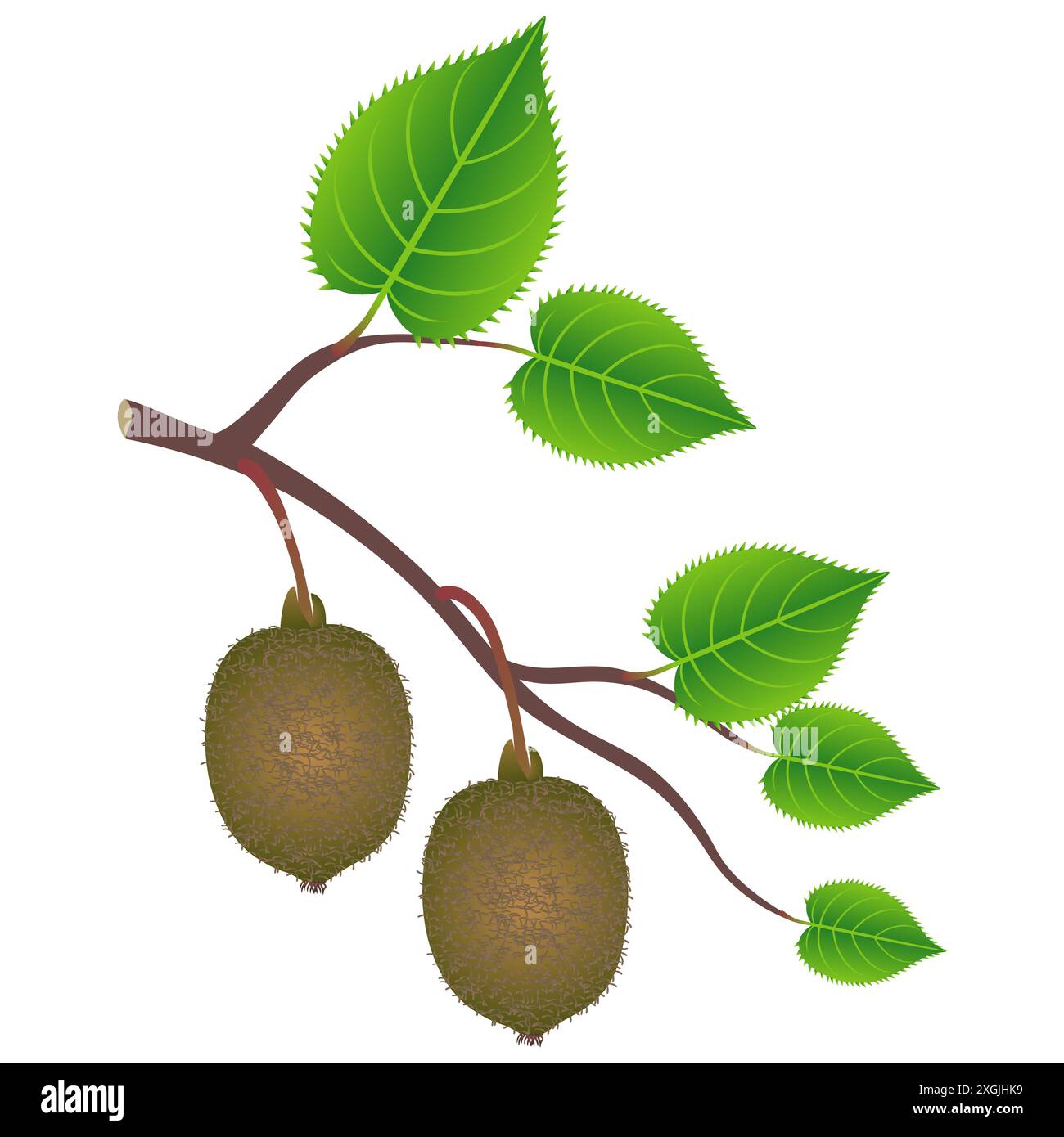 Kiwi fruit branch Stock Vector Images - Alamy