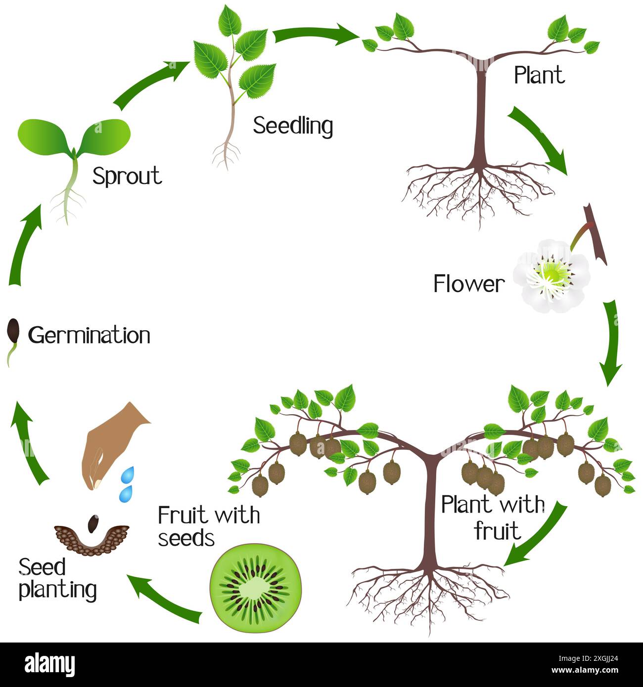 A growth cycle of a kiwi plant on a white background Stock Vector Image ...