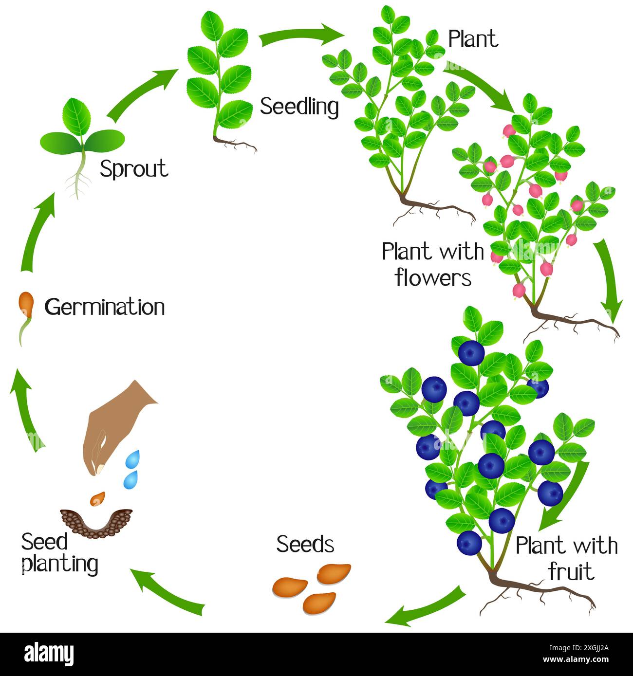 Parts of a flowering plant Cut Out Stock Images & Pictures - Alamy