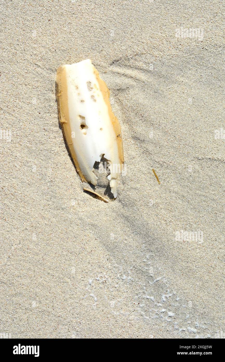 Cuttlefish bone on sand hi-res stock photography and images - Alamy