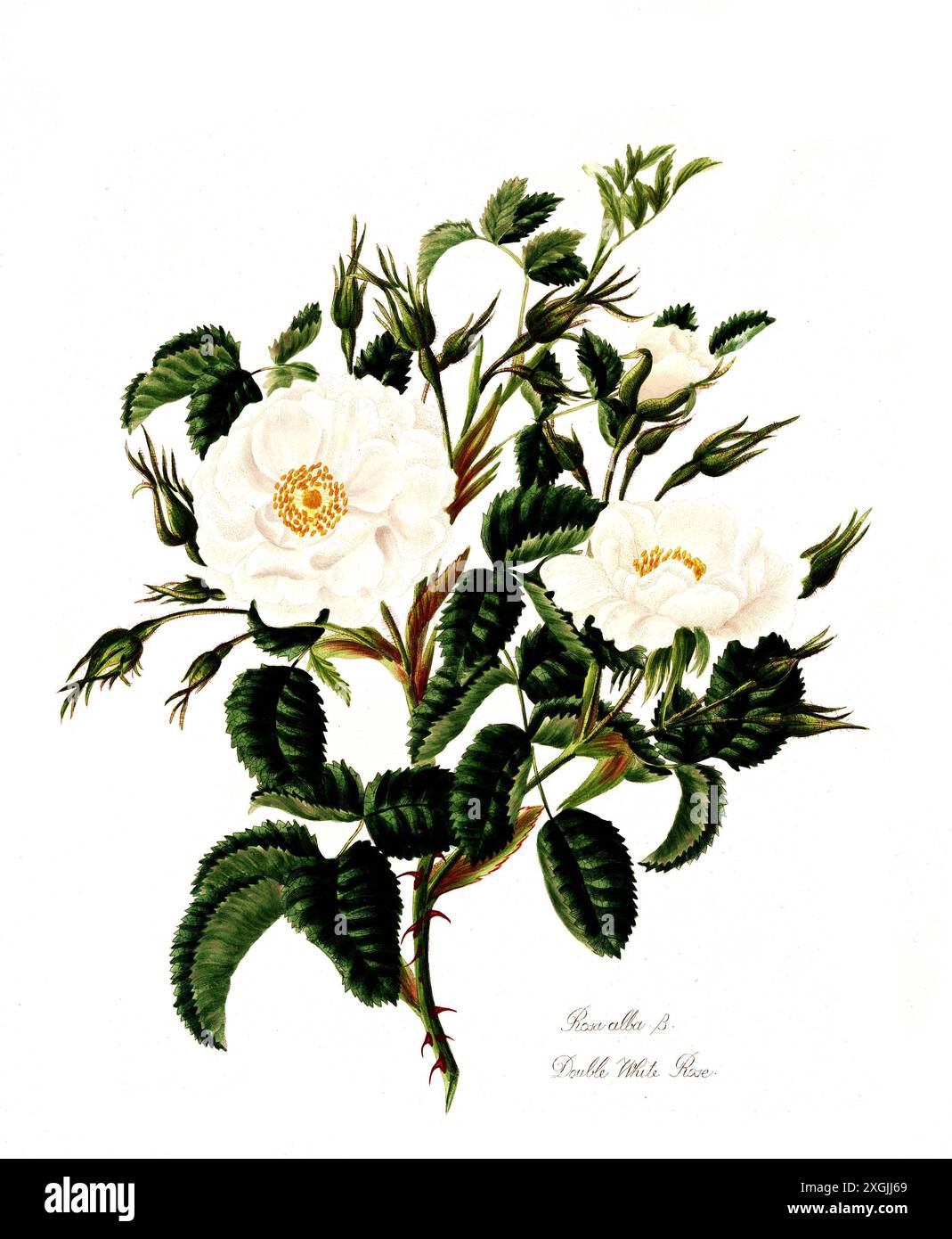 Rosa alba hi-res stock photography and images - Alamy