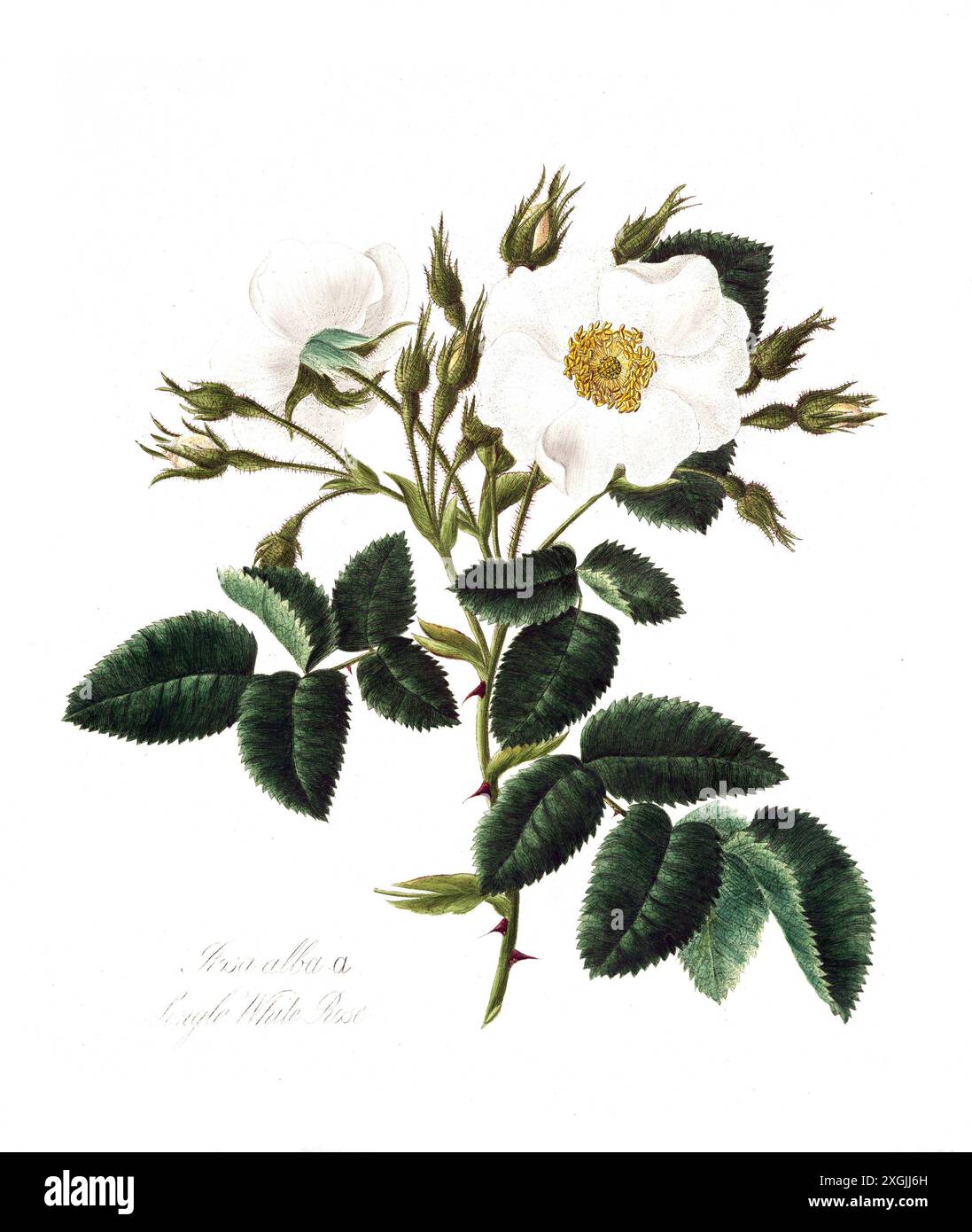 Rosa alba hi-res stock photography and images - Alamy