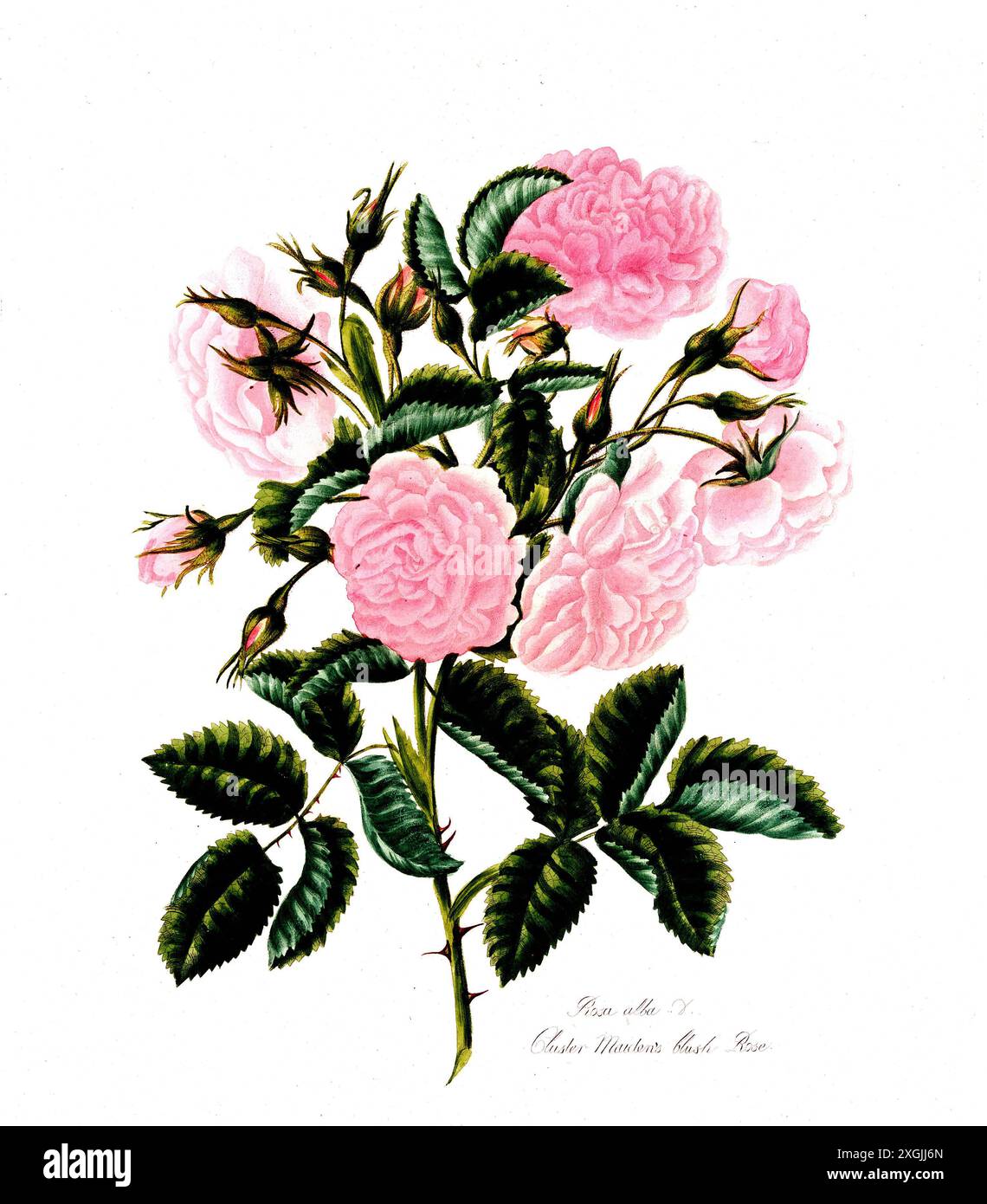 Rosa alba hi-res stock photography and images - Alamy