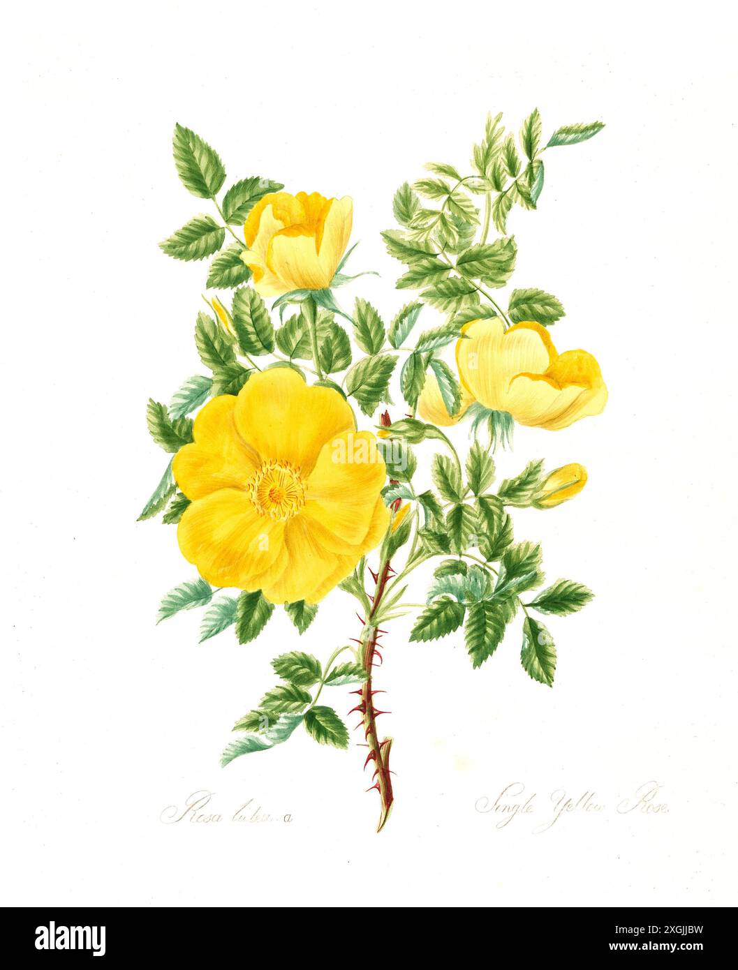 Rosa lutea , Rose, Historische Edelrose, Rosenzüchtung, Illustration ...