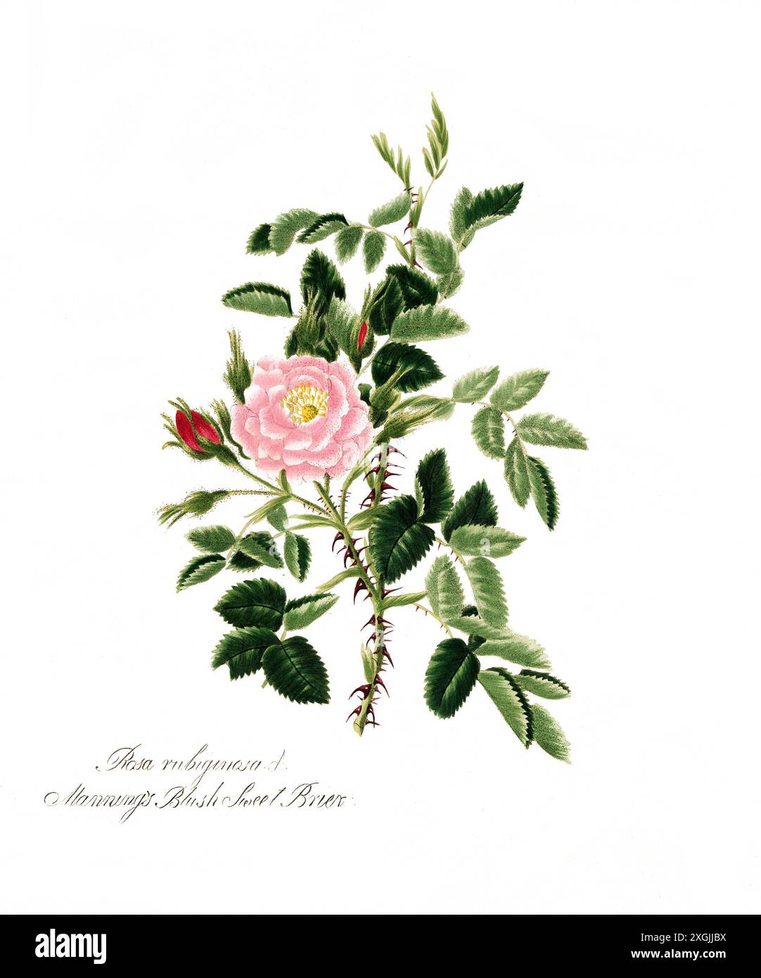 Rosa rubiginosa, Mannings Blush Sweet Brien, Rose, Historische Edelrose ...