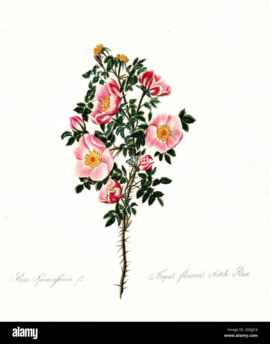 Rosa spinosissima, Striped flowered scotch rose , Rose, Historische ...