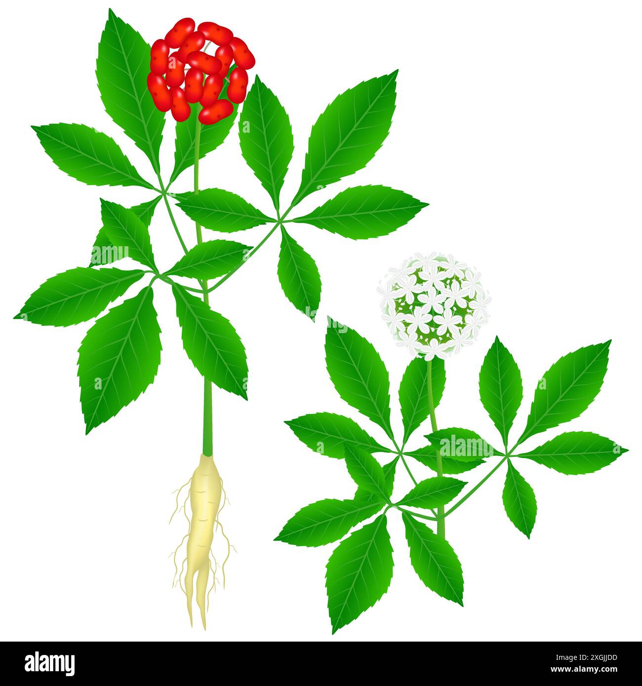 Ginseng root on isolated Stock Vector Images - Alamy