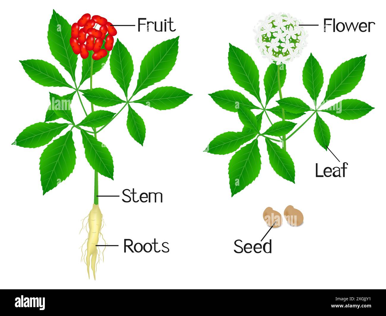 Illustration showing plant parts of a ginseng (Panax ginseng) on a ...