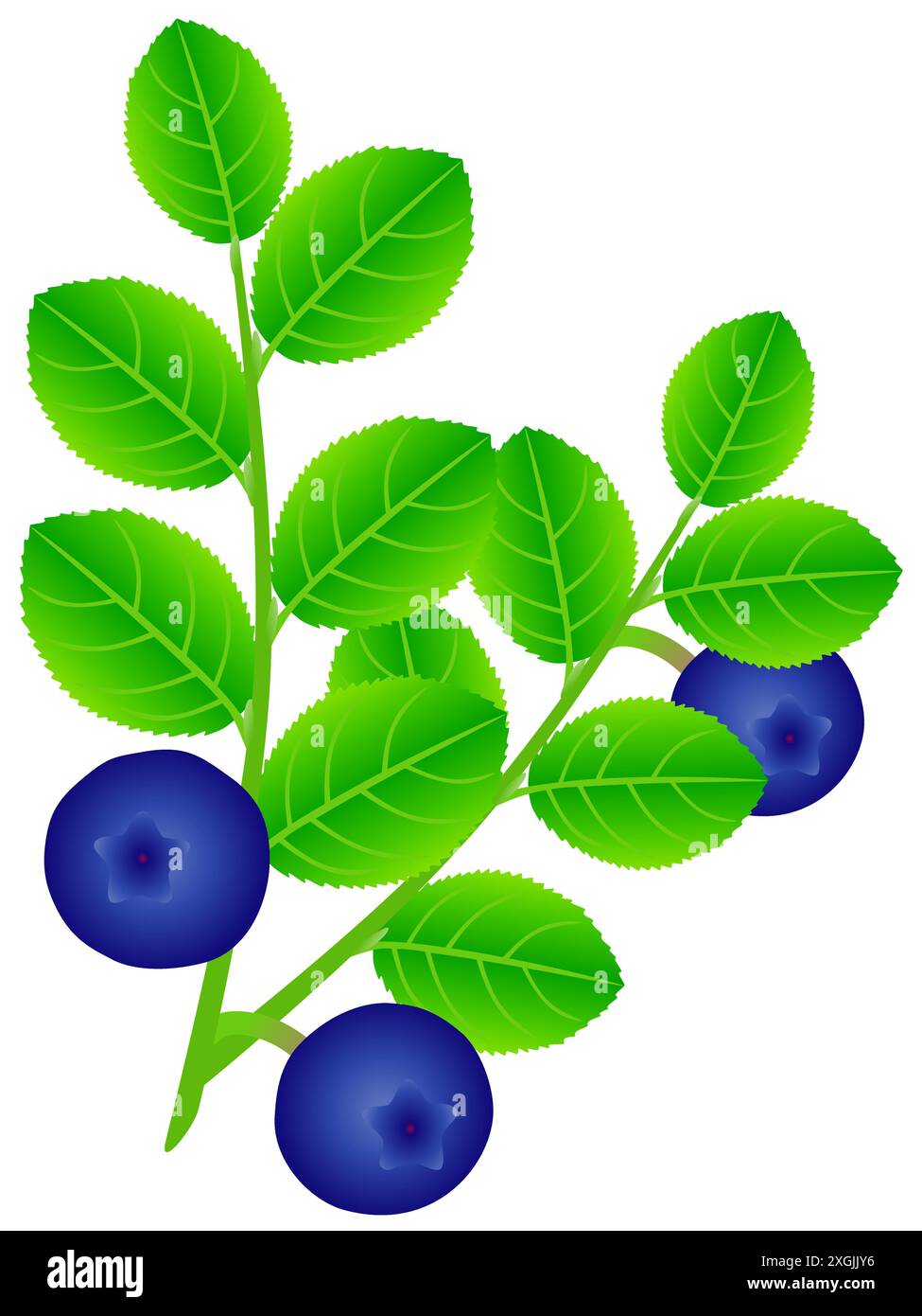 Fresh juicy blueberries on blue Stock Vector Images - Alamy