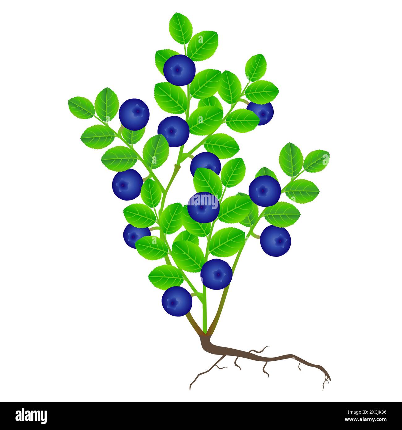 Blueberry plant with roots on a white background Stock Vector Image ...
