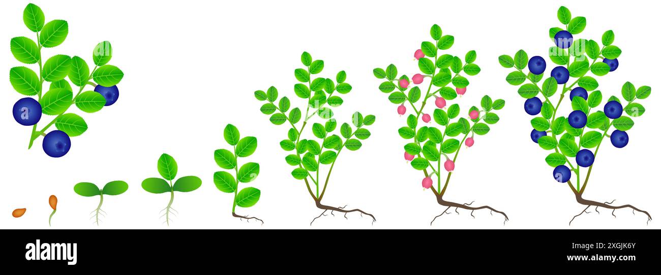 Cycle of growth of a blueberry plant on a white background Stock Vector ...