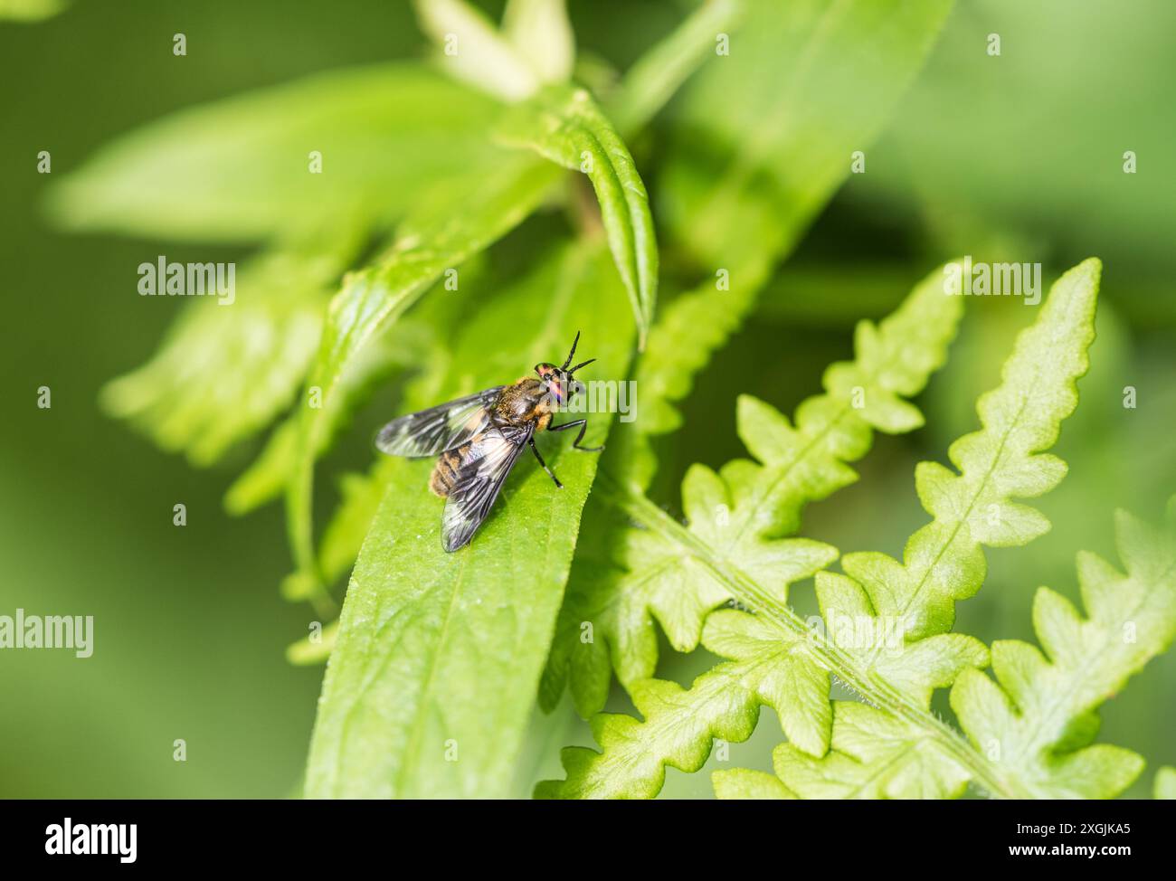 Splayed deer fly chrysops caecutiens hi-res stock photography and images - Alamy