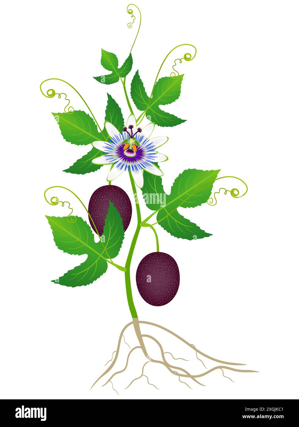 Fresh passion fruits on Stock Vector Images - Alamy