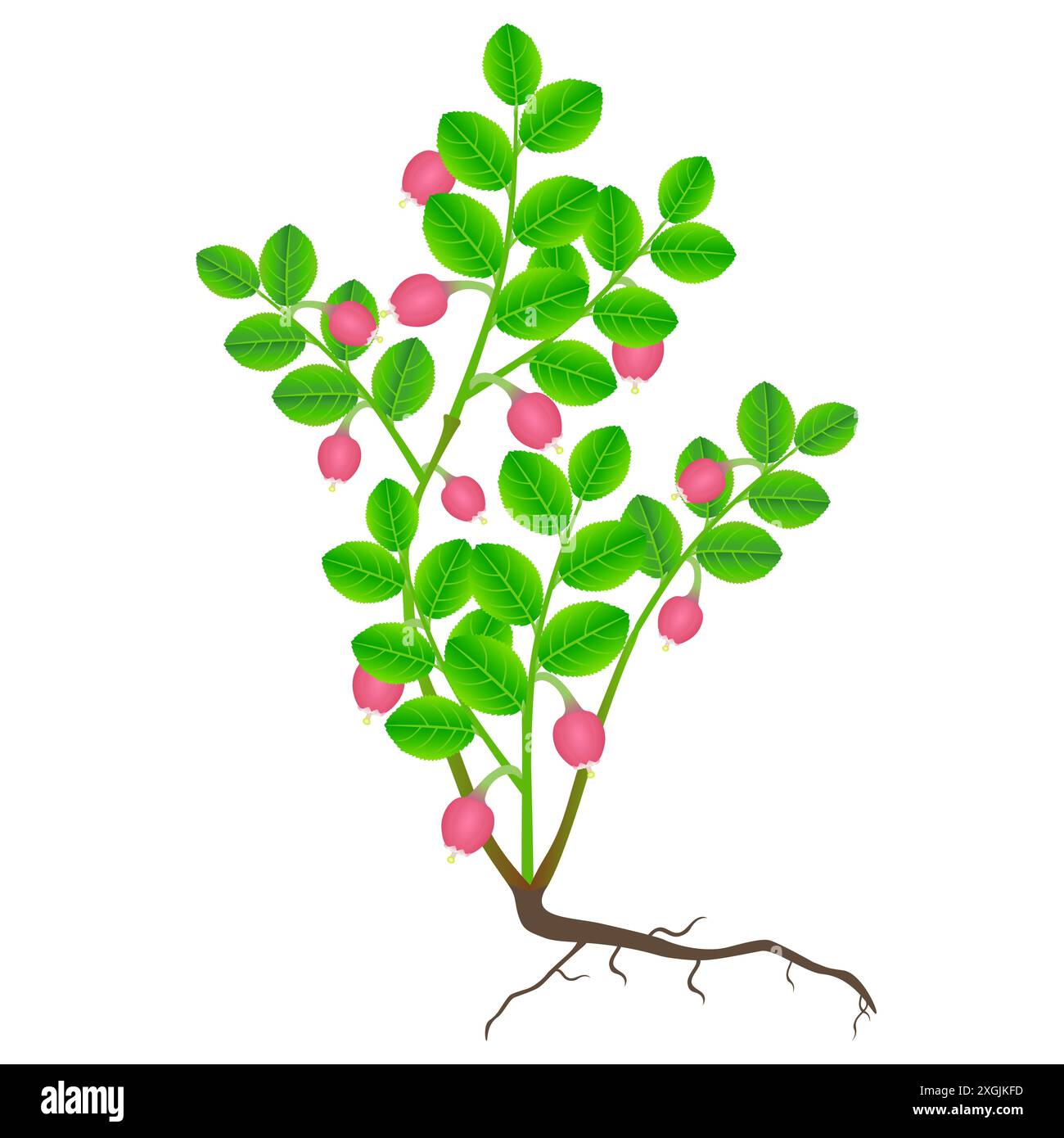 Closeup buds blossoms on Stock Vector Images - Alamy