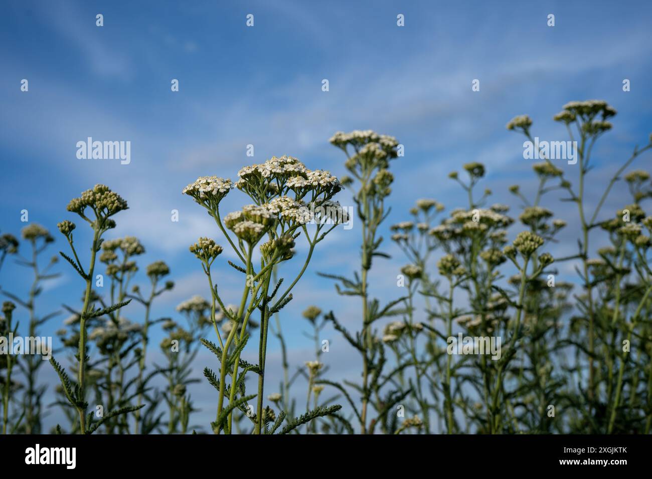 Achillea millefolium plant hi-res stock photography and images - Alamy