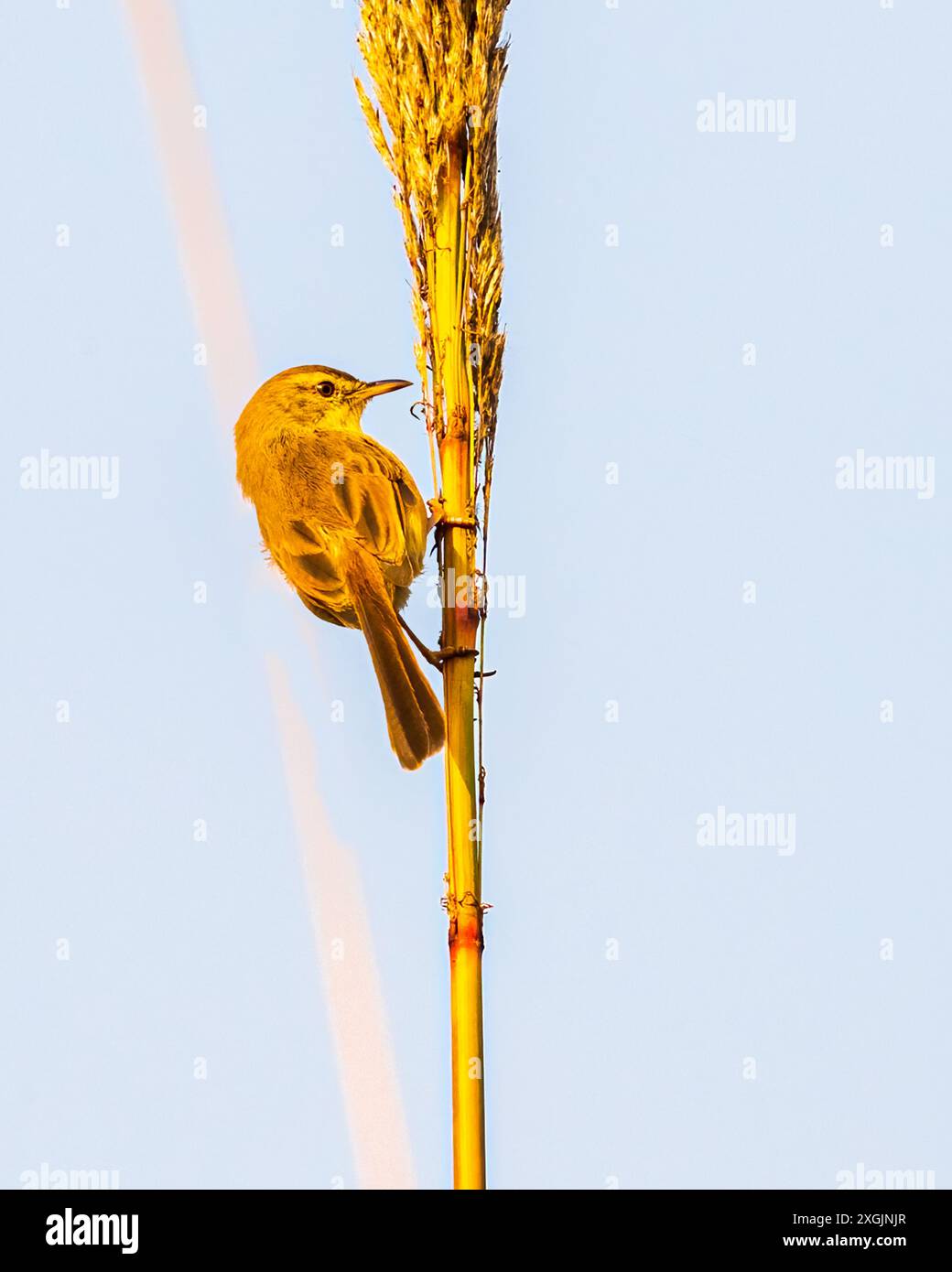 Pipit plant hi-res stock photography and images - Alamy