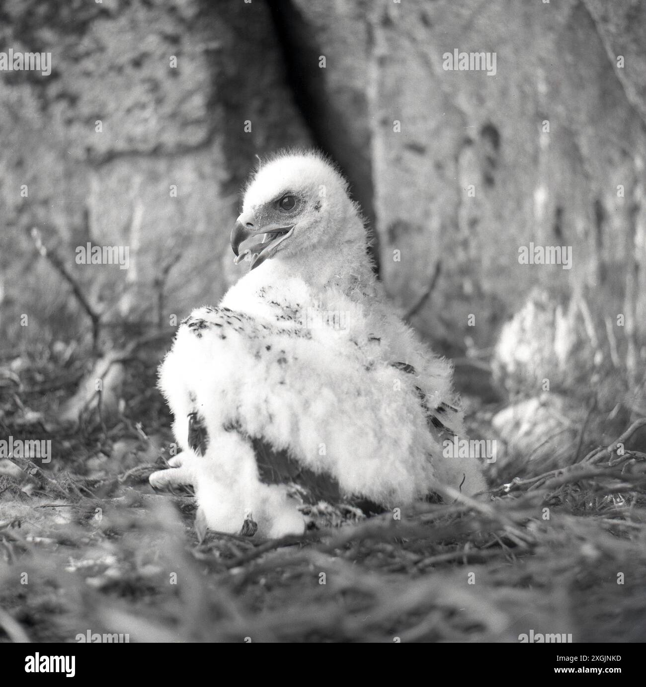 1950s, historical golden eagle chick Stock Photo - Alamy