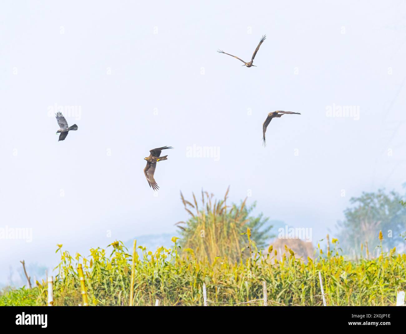 Black kite crow hi-res stock photography and images - Alamy