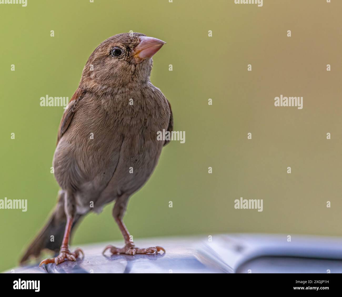Closeup shot small sparrow hi-res stock photography and images - Alamy
